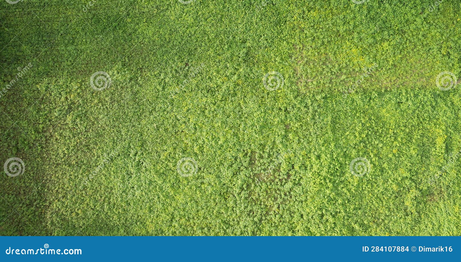 Green grass lawn texture stock photo. Image of lawn - 284107884
