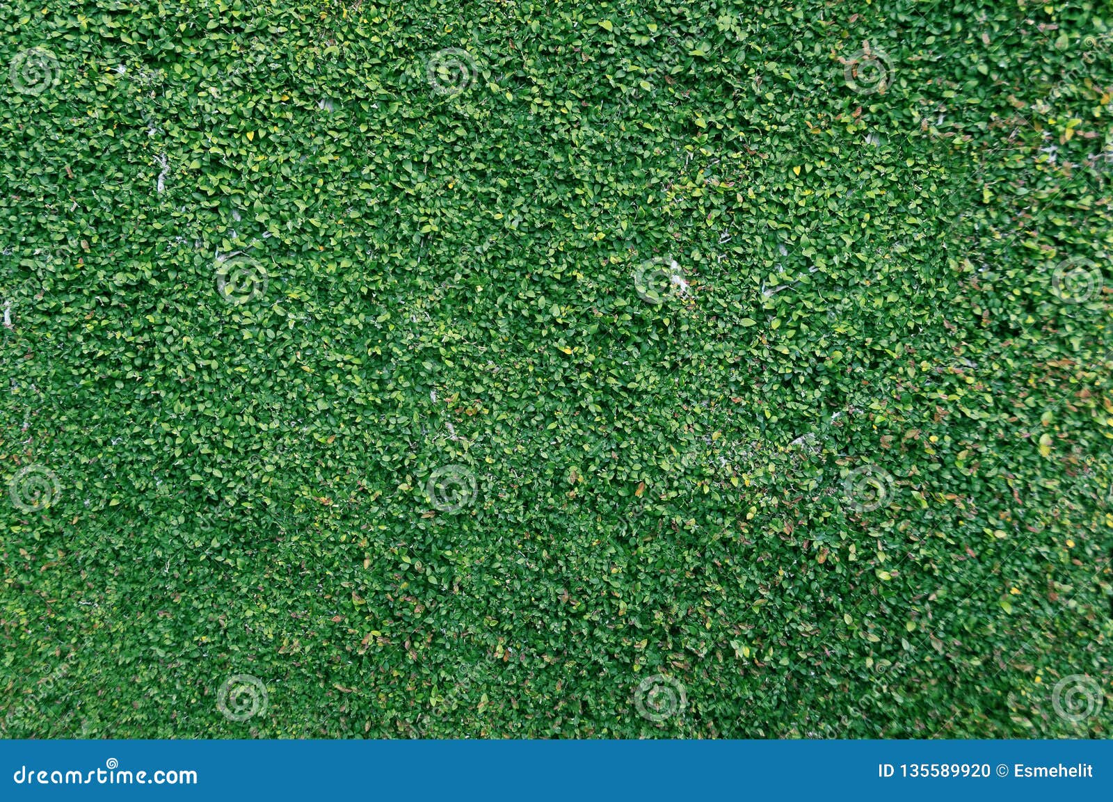 Green Grass, Lawn Or Turf Texture. Nature Texture Background Stock ...