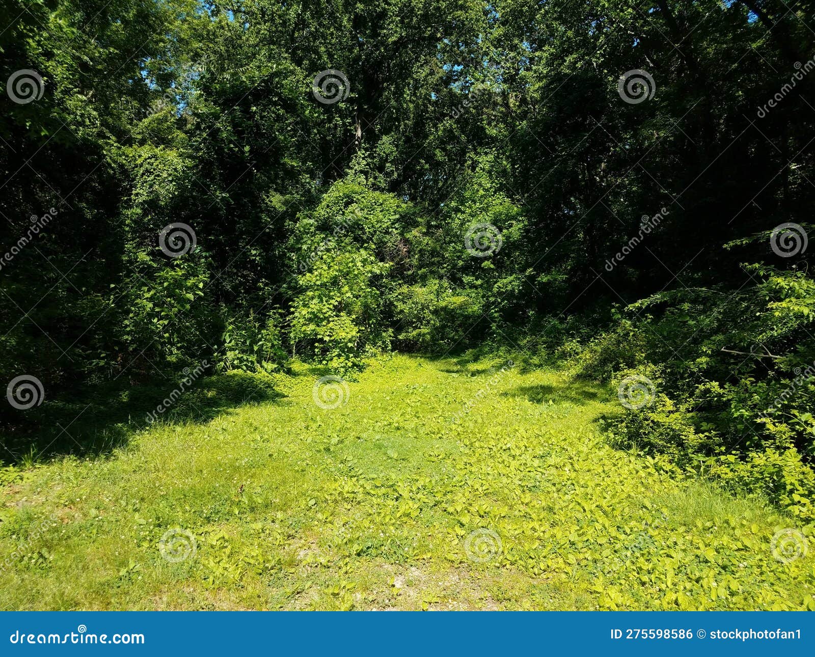 Green Grass Lawn or Yard with Green Trees in Woods Stock Photo - Image ...