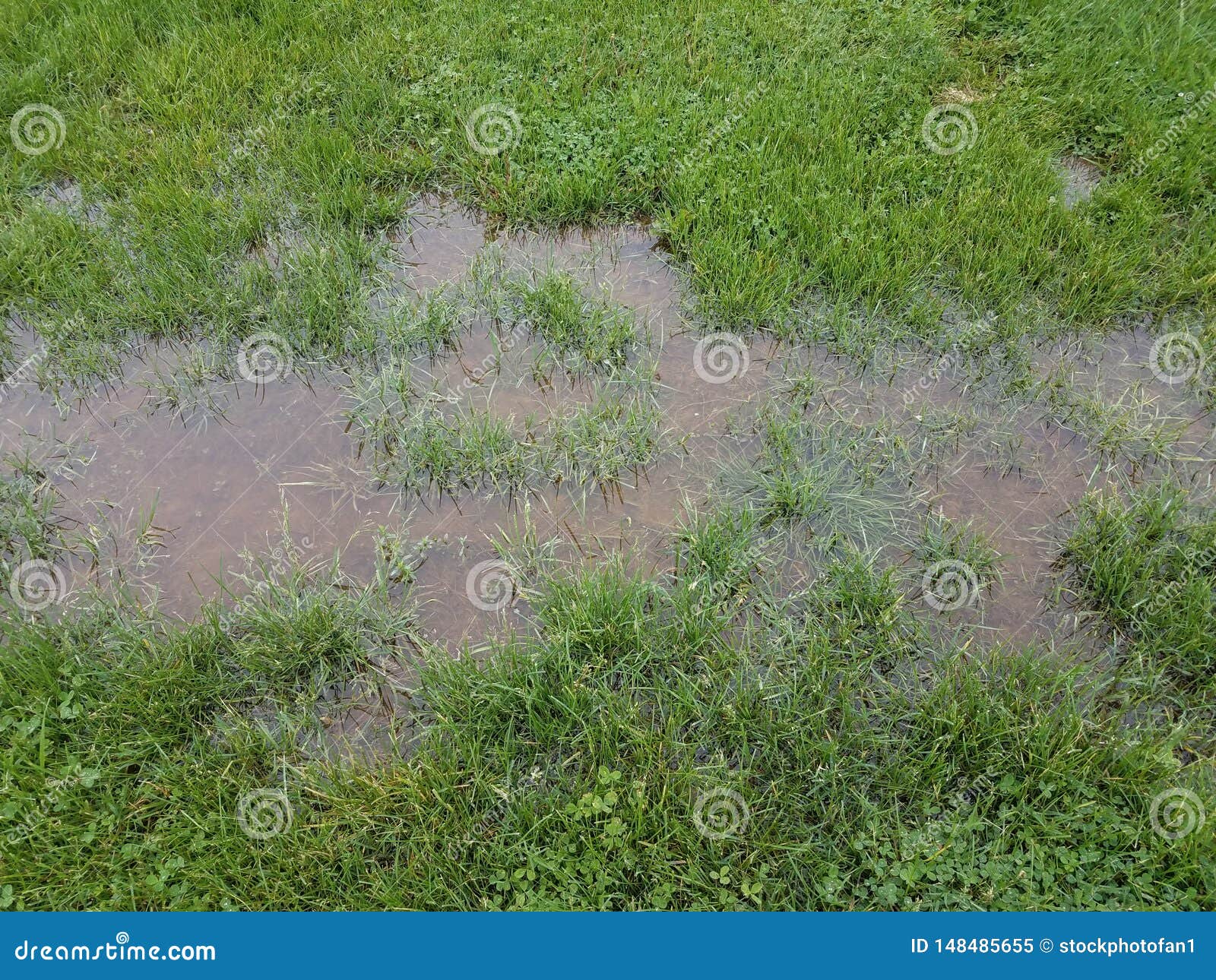 Green Grass or Lawn or Yard and Water Puddle Stock Image - Image of ...