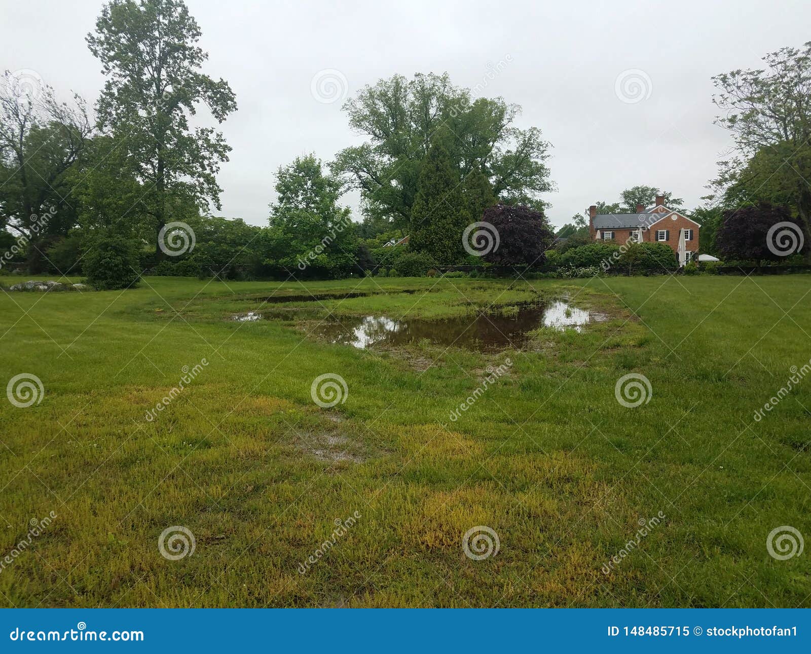 Green Grass or Lawn or Yard and Water Puddle Stock Image - Image of ...