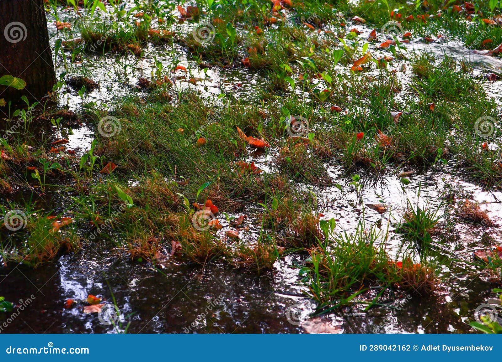 Green Grass in a Layer of Bright Water in a Shady Garden at Daytime ...