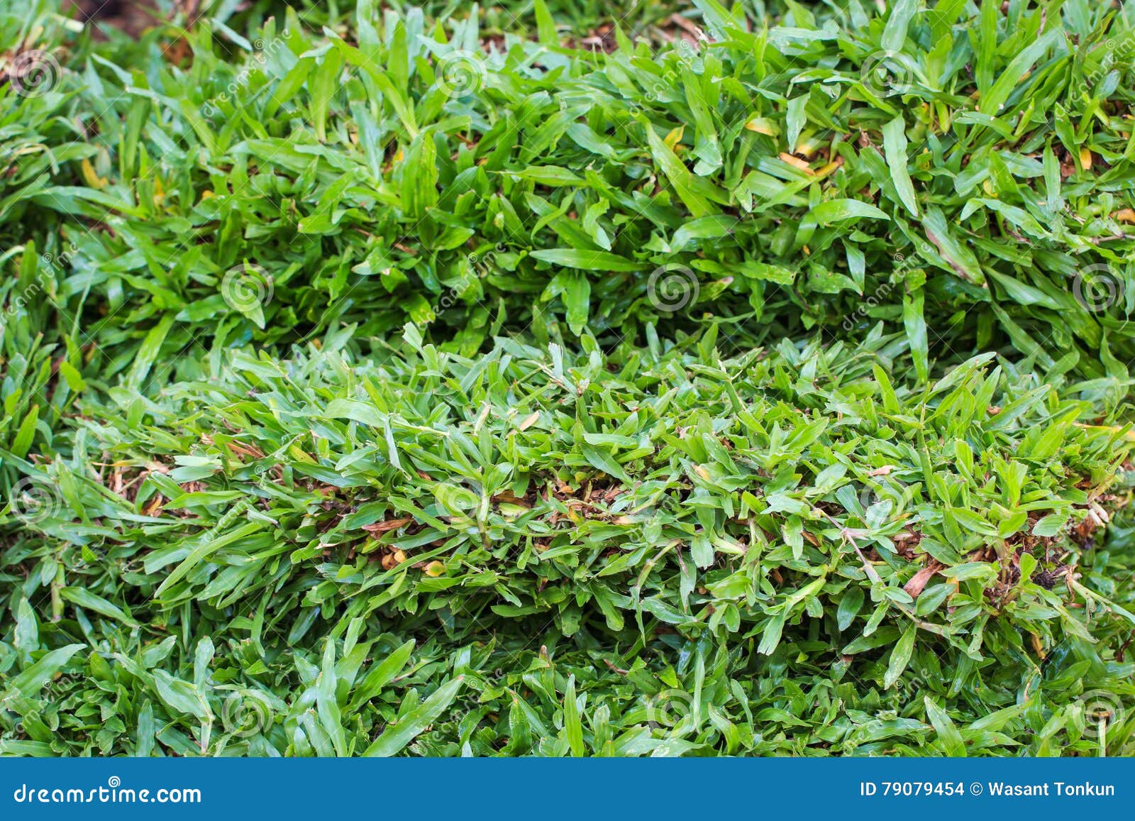 Green grass layer stock photo. Image of background, garden - 79079454