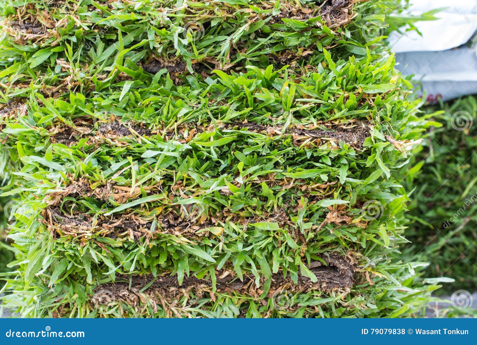 Green grass layer stock photo. Image of summer, meadow - 79079838