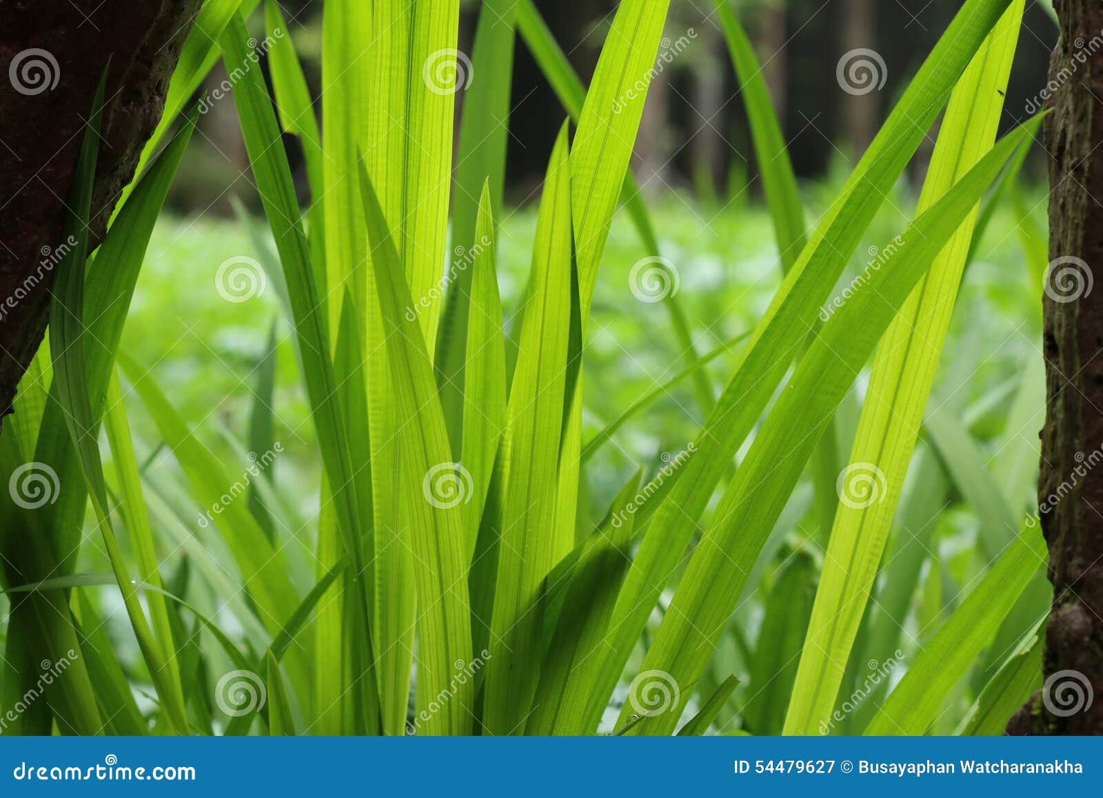 Green Grass Leaf Background Stock Image - Image of plant, closeup: 54479627