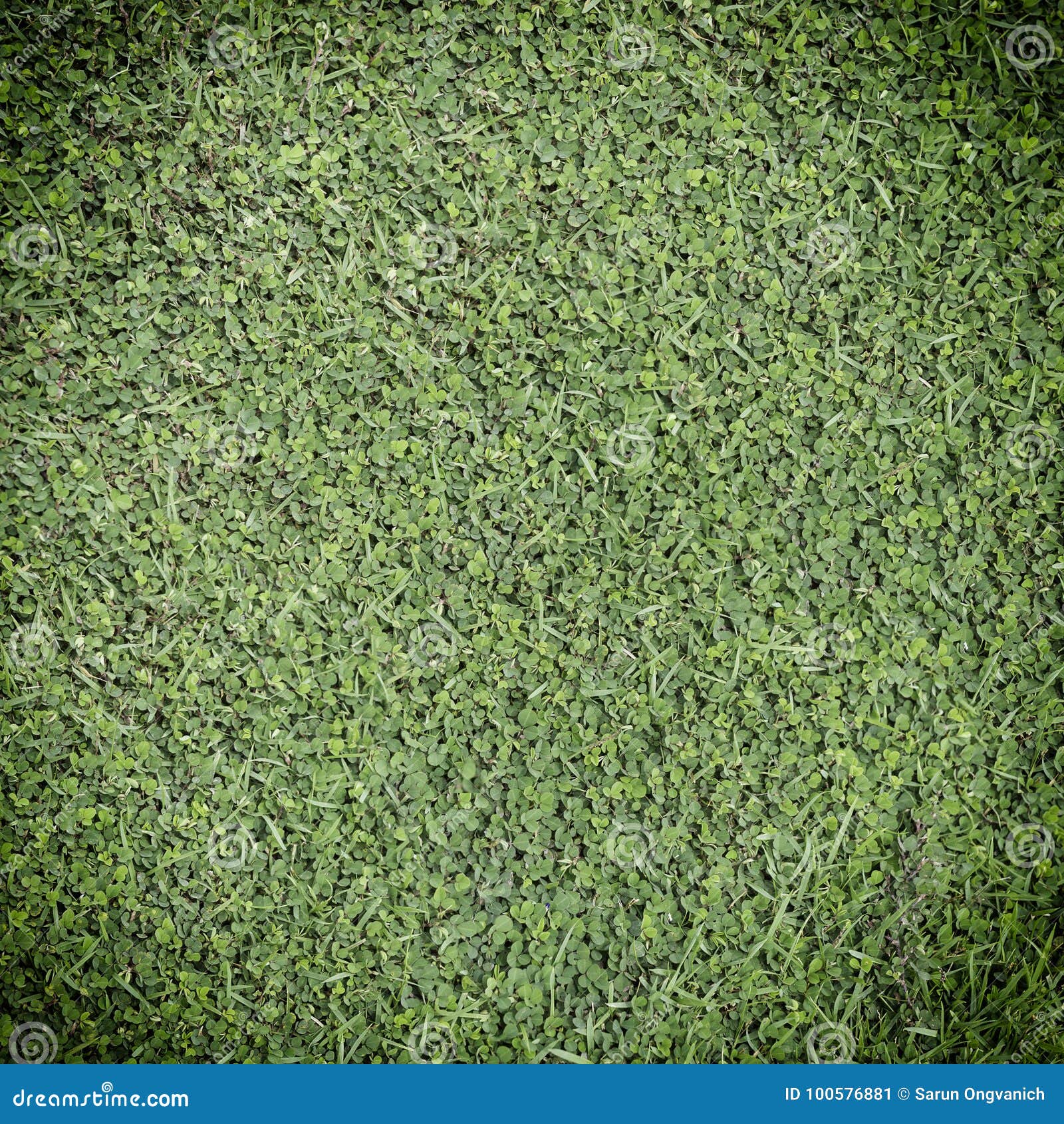 Green grass leaf texture stock image. Image of texture - 100576881