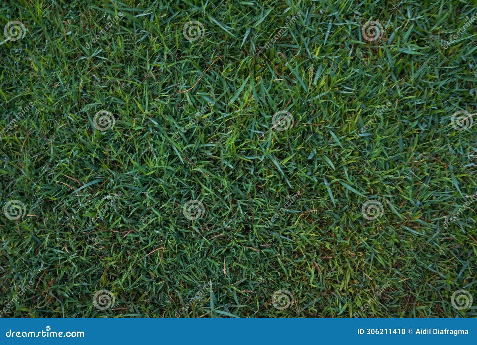 The Texture of the Green Grass Leaves Looks Neat Stock Photo - Image of ...