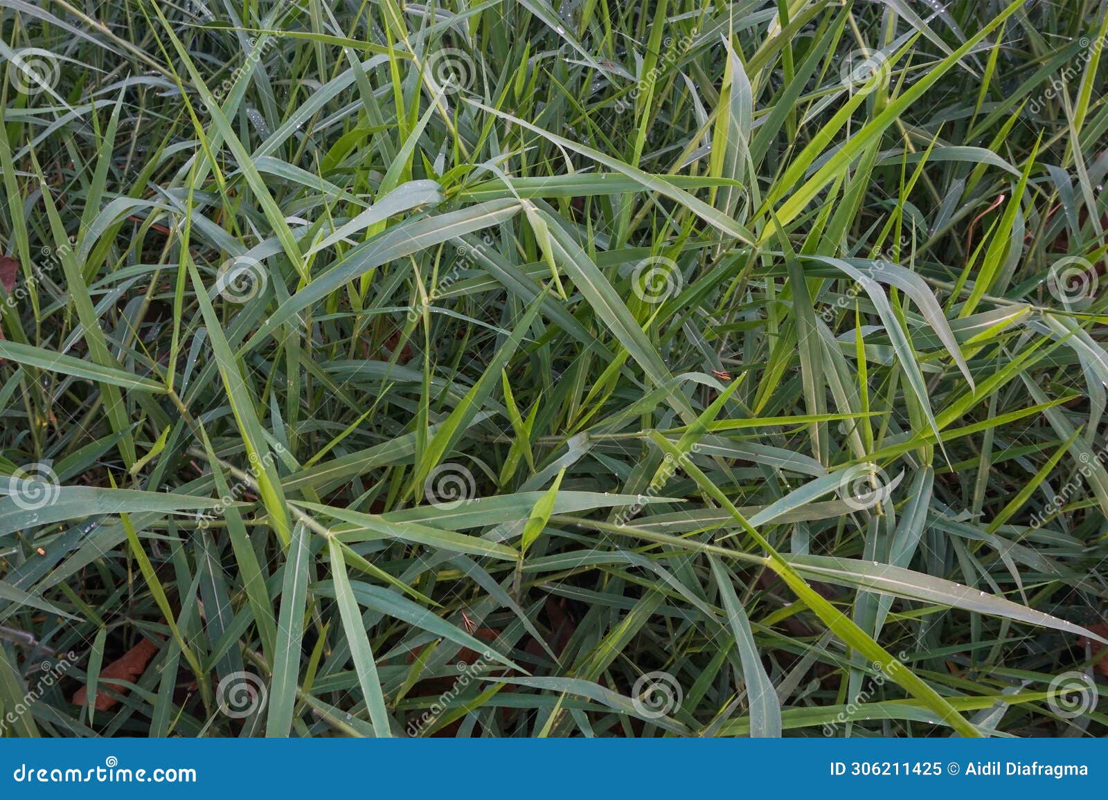 Green grass leaf texture stock image. Image of beautiful - 306211425