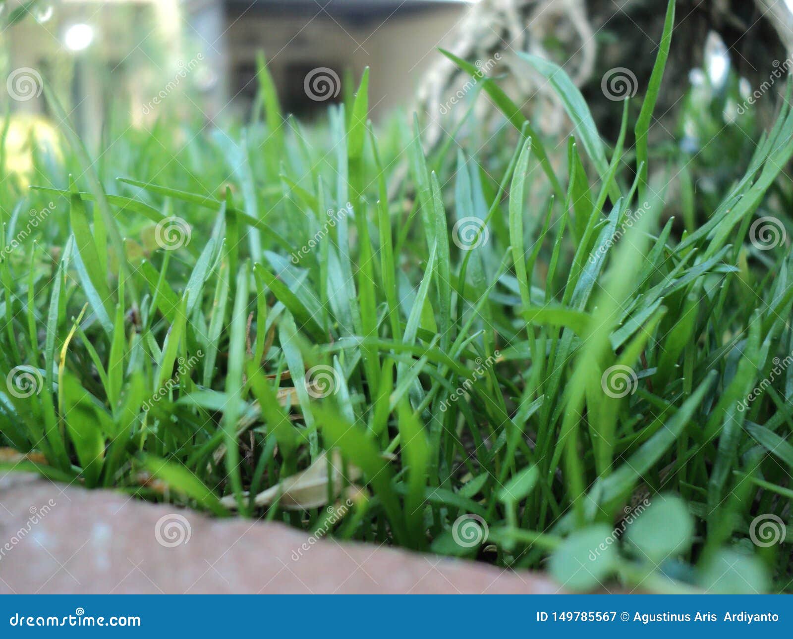 Green grass lined upright stock image. Image of green - 149785567
