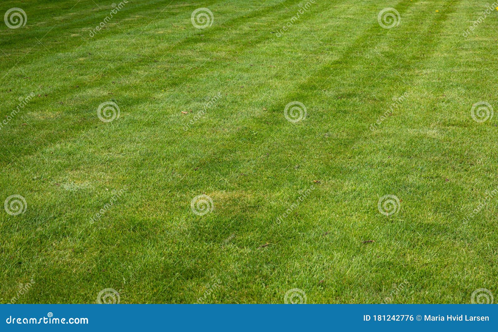 All Green Grass with Nice Lines Going All the Way Trough Stock Photo ...