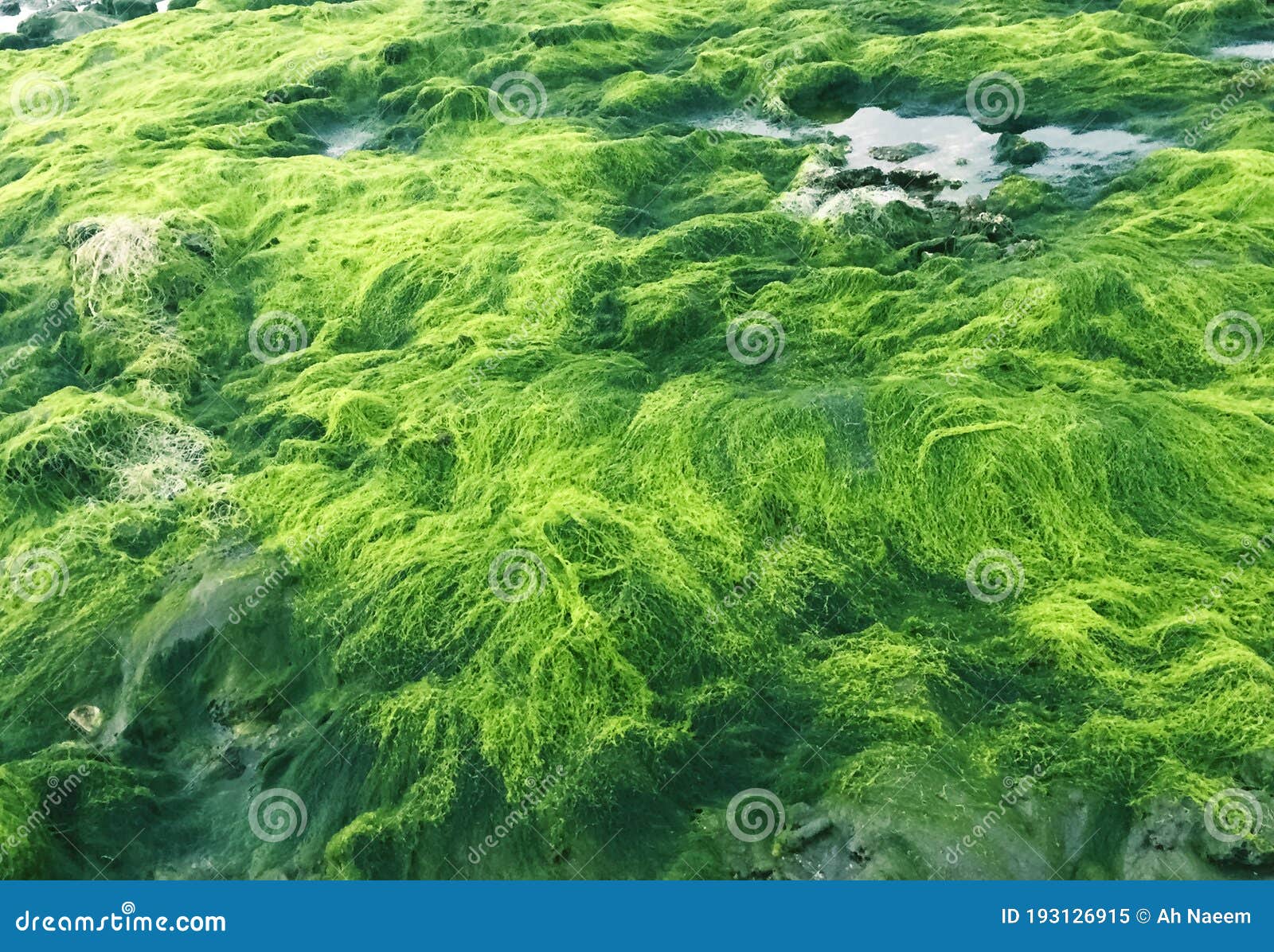 Green Grass and a Little Water Cave Natural View Stock Image - Image of ...