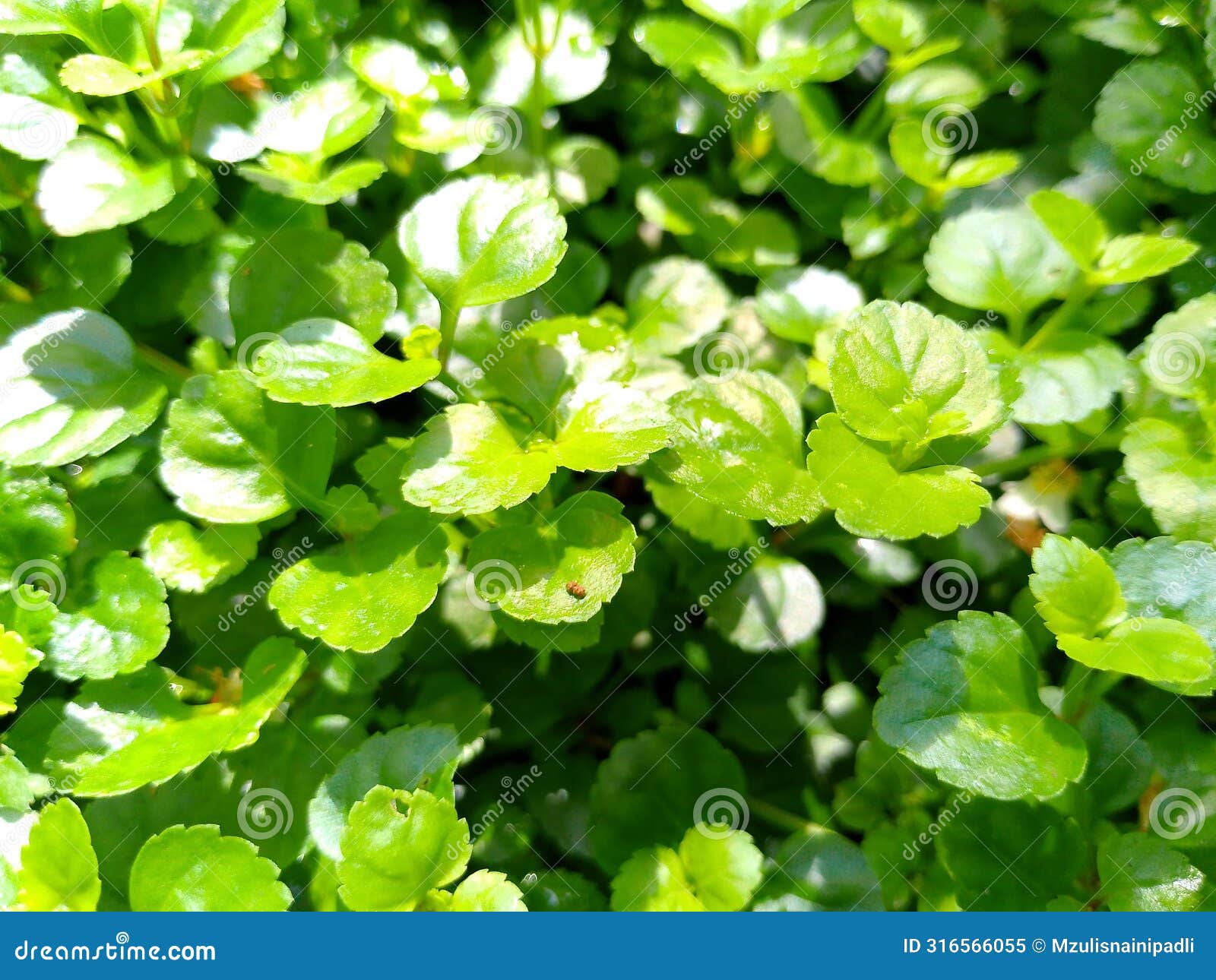 Green Grass that Lives Creeping Along the Surface of the Ground Stock ...