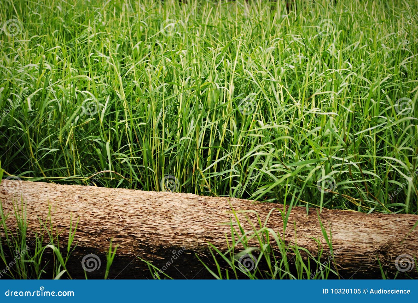 Green Grass with Log stock image. Image of beautiful - 10320105