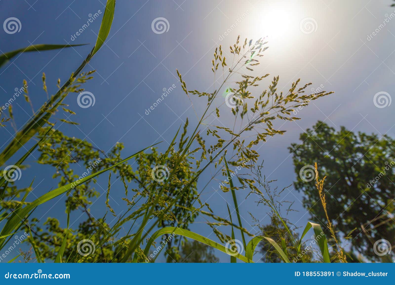 Green Grass Look Up, View from Below Stock Image - Image of open ...