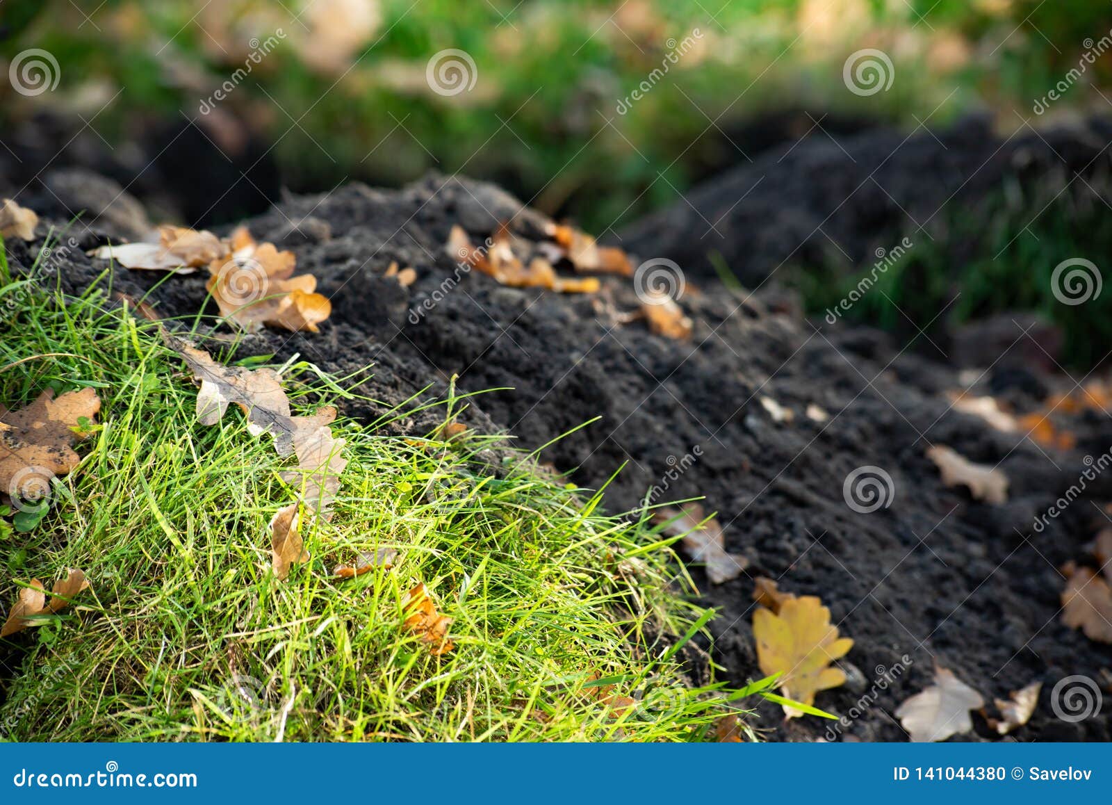 Green Grass and a Lot of Land Stock Photo - Image of growth ...