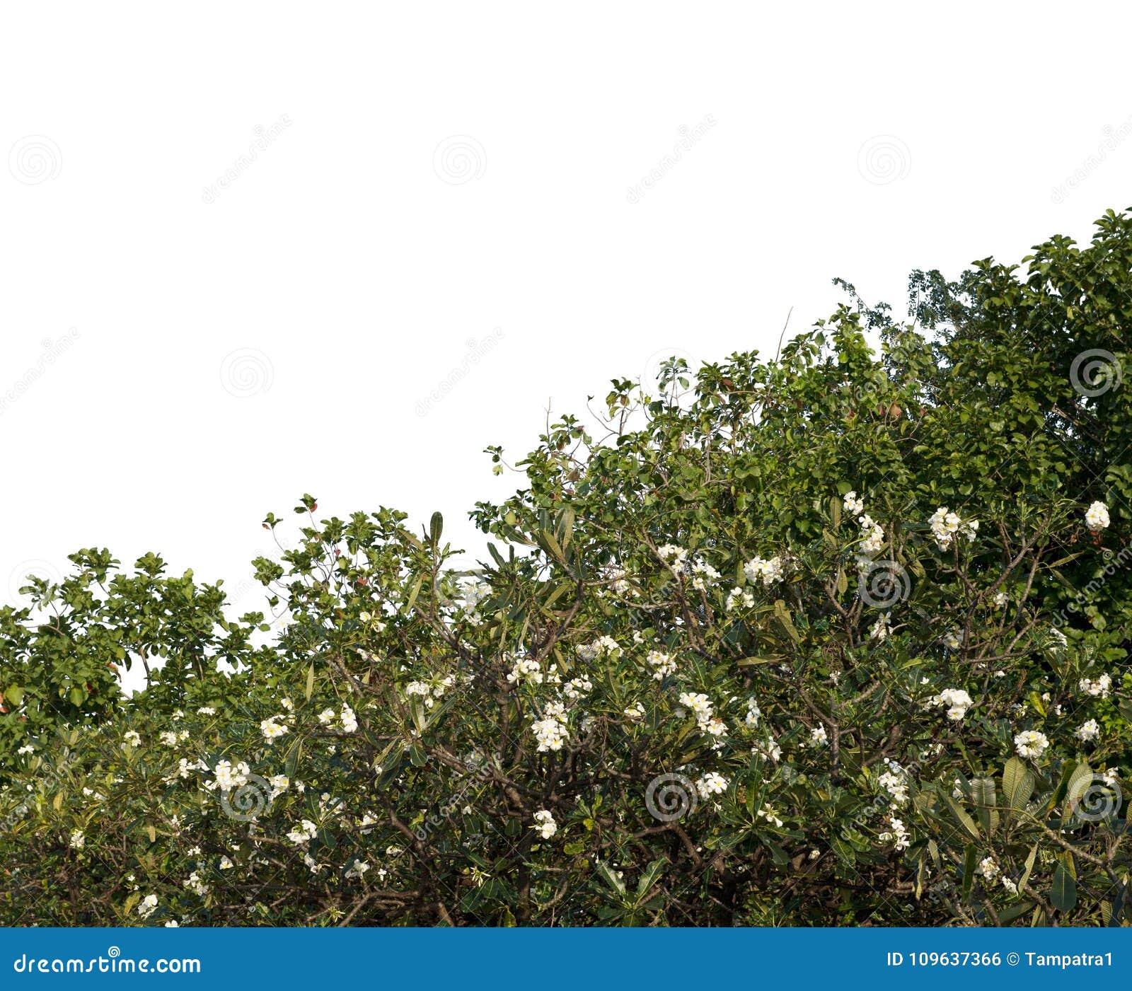 Green Grass Lush Bush on Grass in Garden Stock Photo - Image of ...