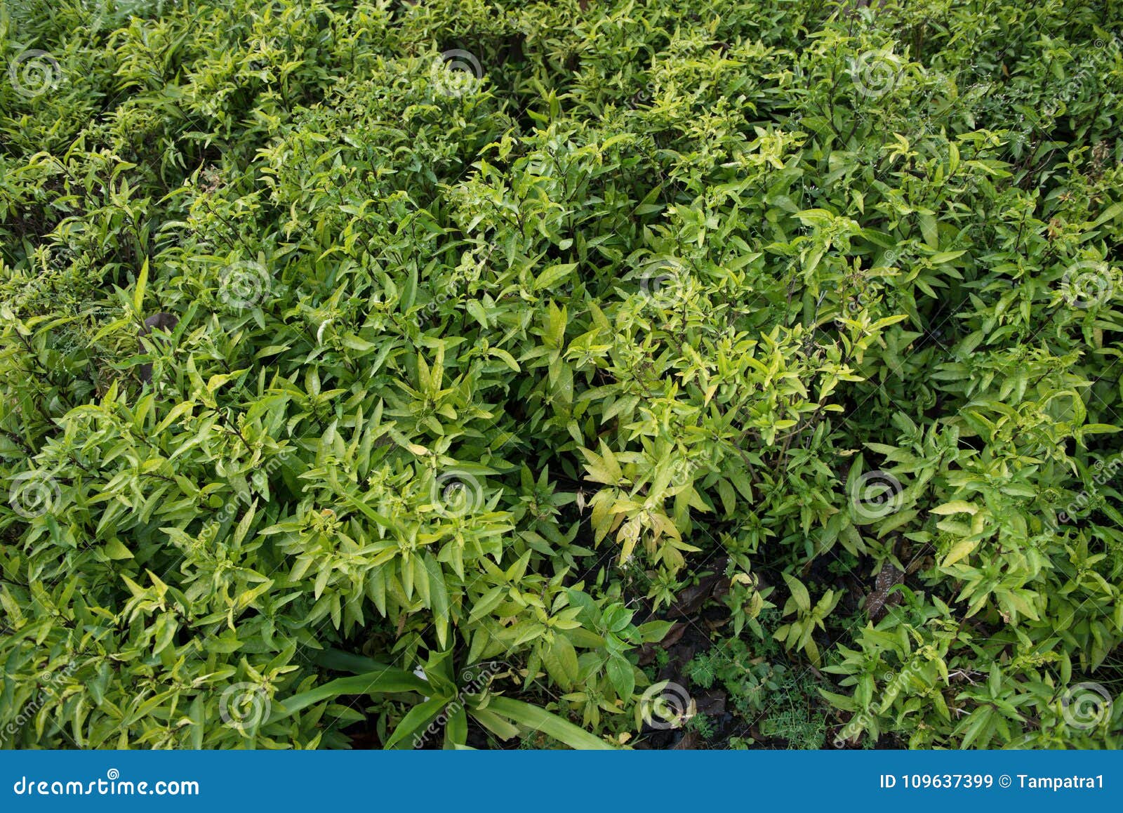 Green Grass Lush Bush on Grass in Garden Stock Image - Image of fence ...
