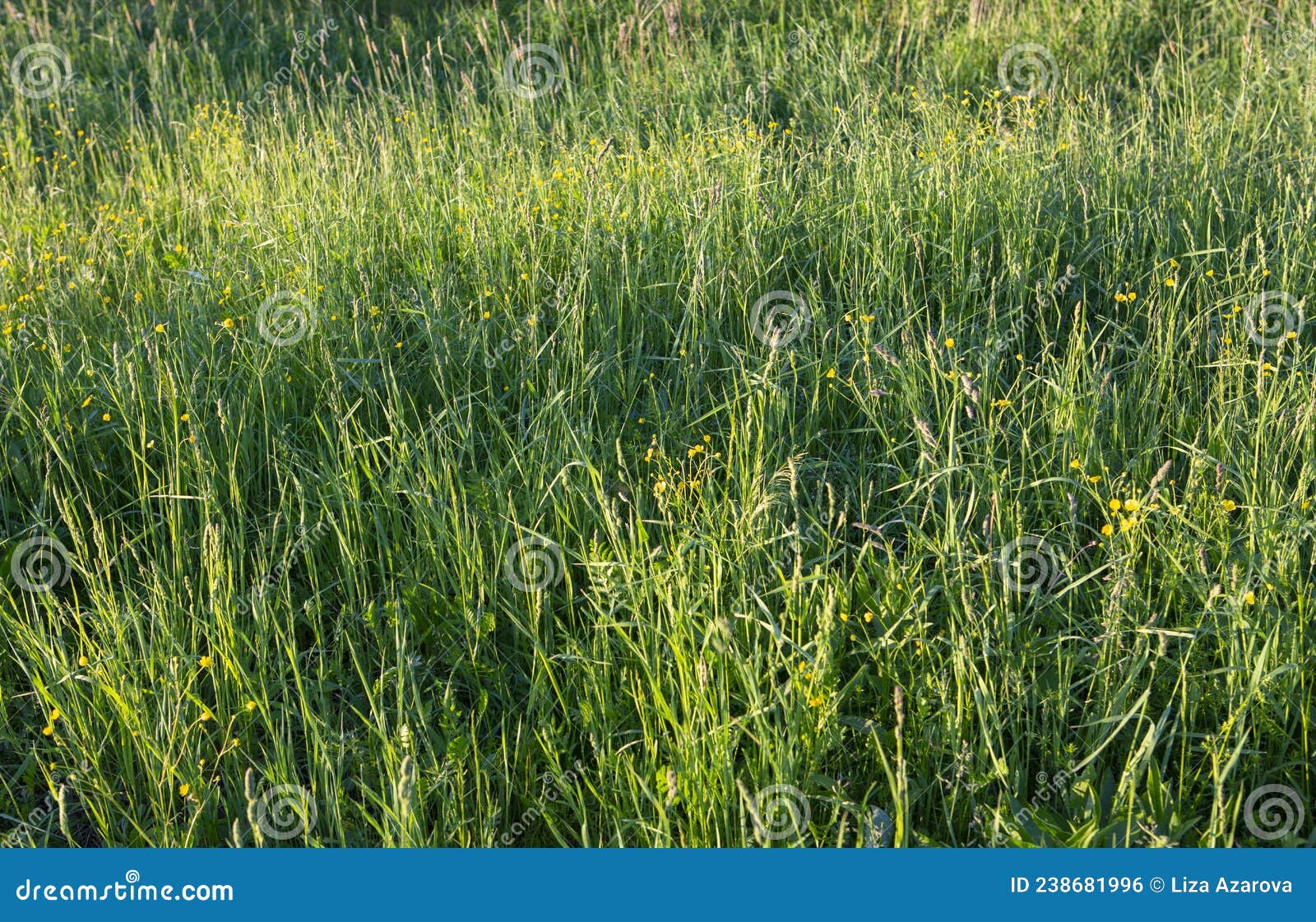 Green Grass Lush Field Filled Frame Summer Background Wallpaper Stock ...