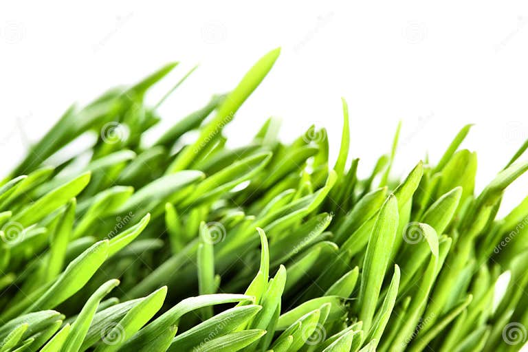 Green grass macro stock photo. Image of healthy, green - 13995786