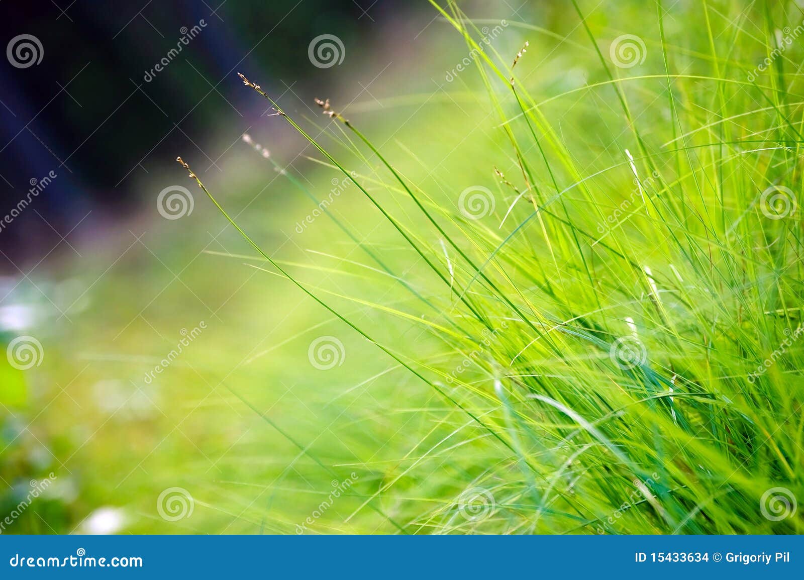 Green grass macro stock photo. Image of summer, outdoors - 15433634