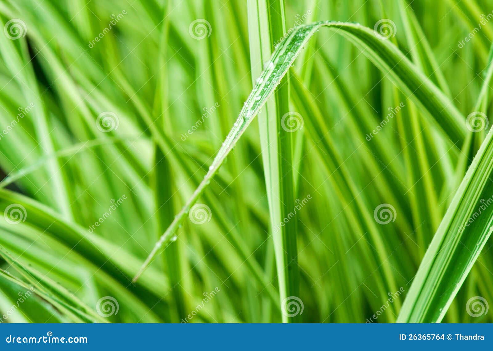 Green grass macro close up stock photo. Image of field - 26365764
