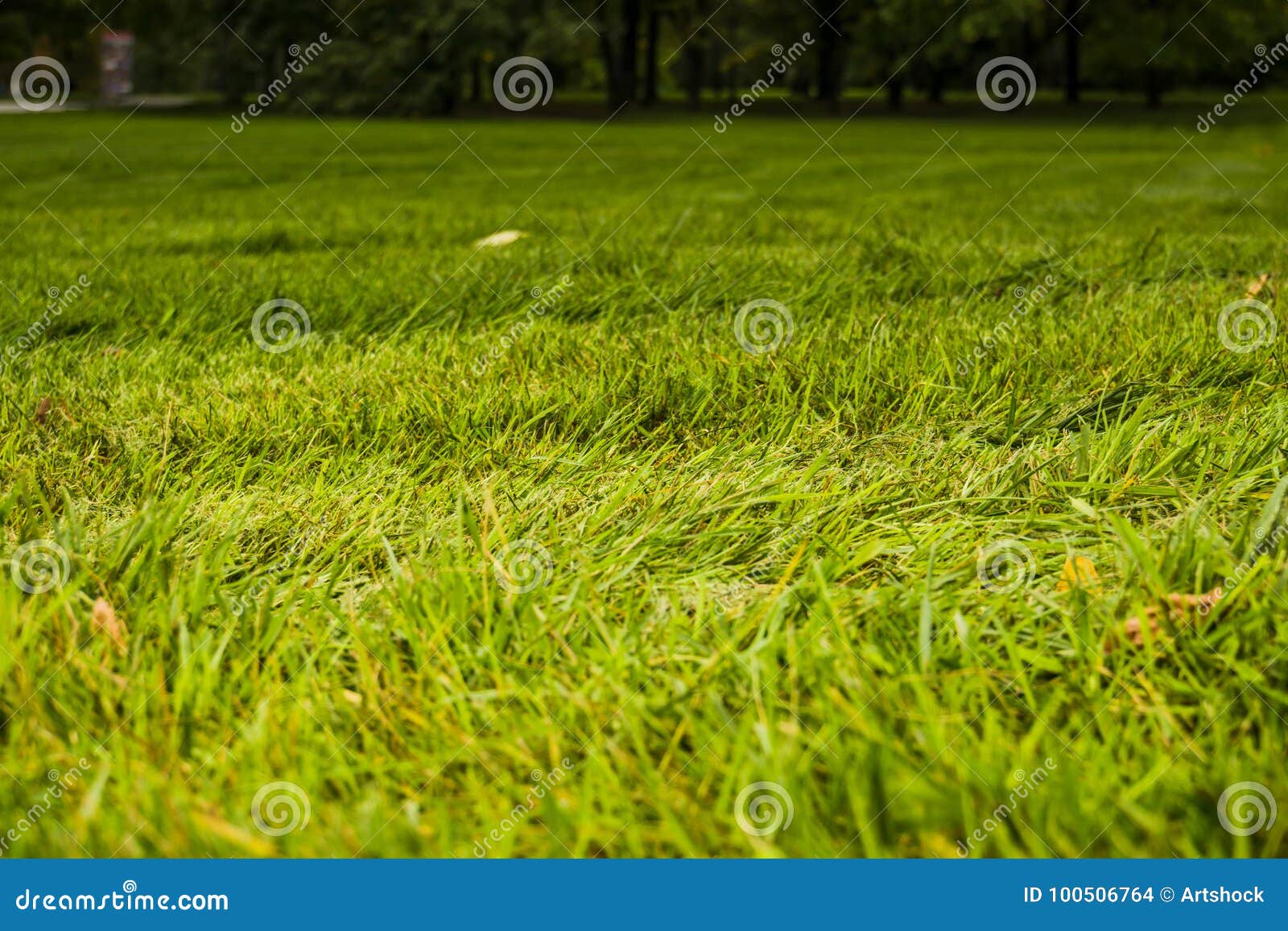 Green Grass Macro stock photo. Image of healthy, yard - 100506764