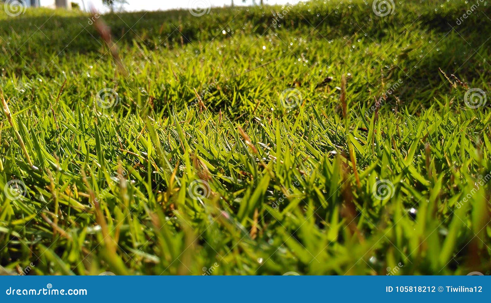 Green Grass Macro Lanscape stock photo. Image of freshly - 105818212