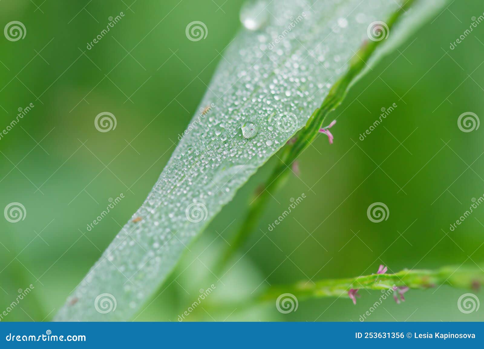 Green Grass Macro Photo with Dew Drops on it. Macro Nature Stock Photo ...