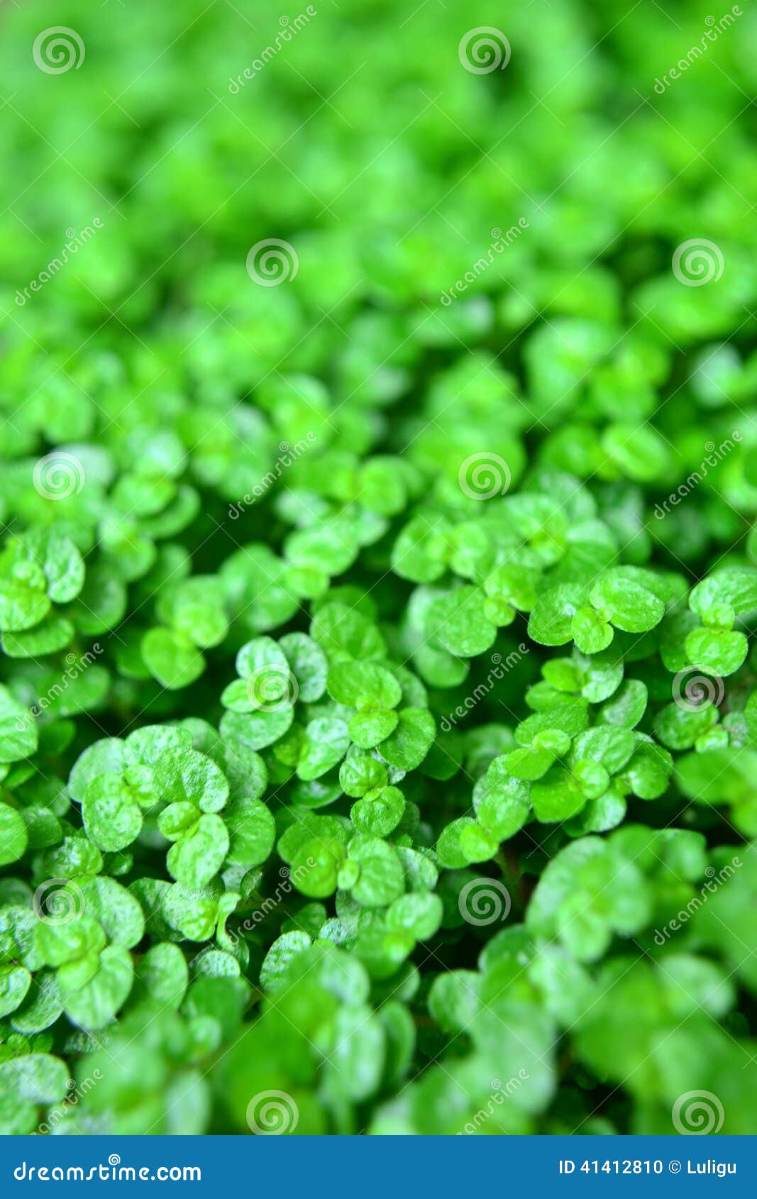 Green Grass - Macro Photography Stock Photo - Image of sward, life ...
