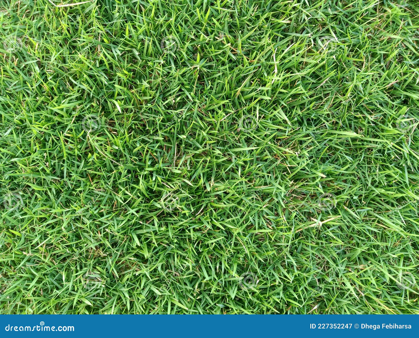 Green Grass Matt Floor Texture Stock Image | CartoonDealer.com #227352247