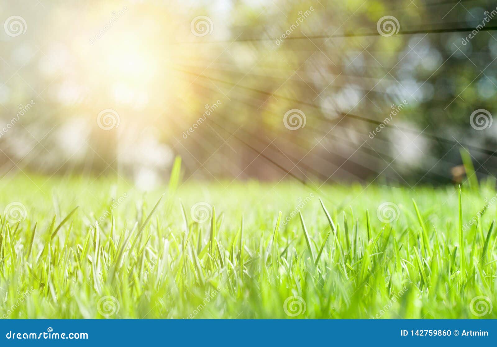 Green Grass Meadow Background in Sunny Day Stock Photo - Image of ...