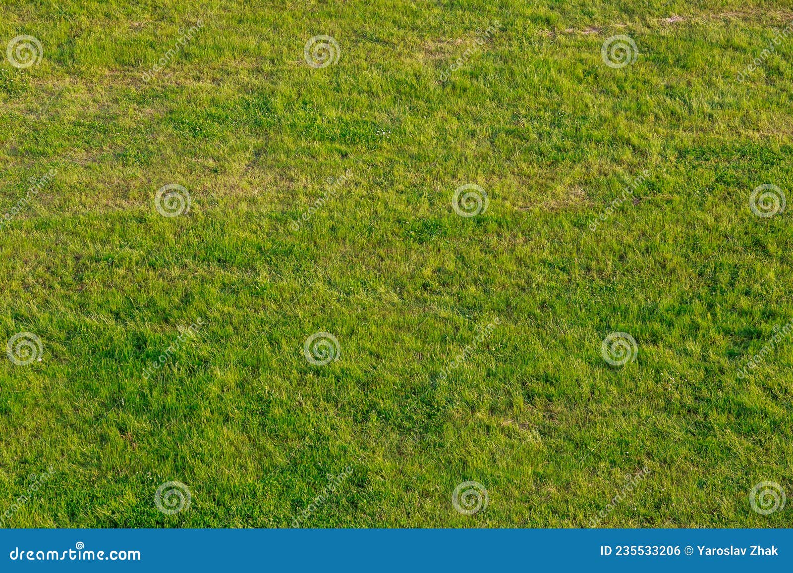 Green Grass in the Meadow. Background from Green Grass. View from Above ...