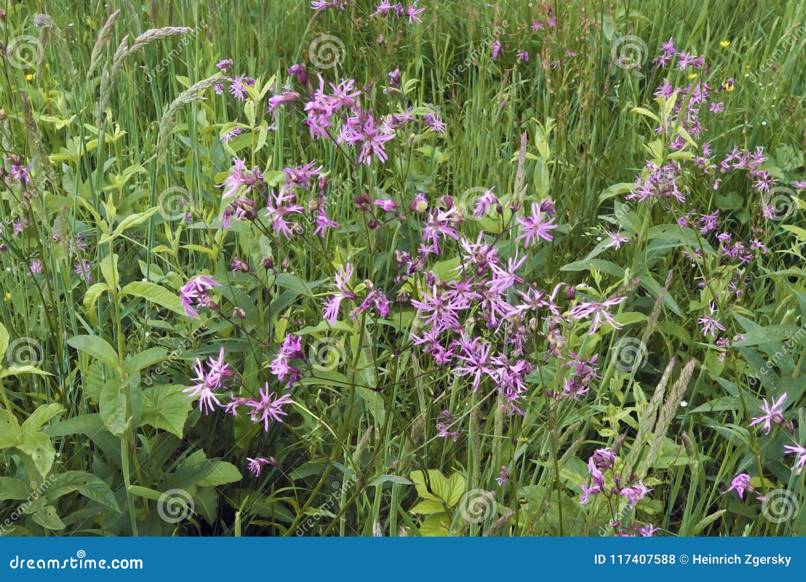 Green Grass and Meadow Flowers Stock Photo - Image of beautiful, leaf ...