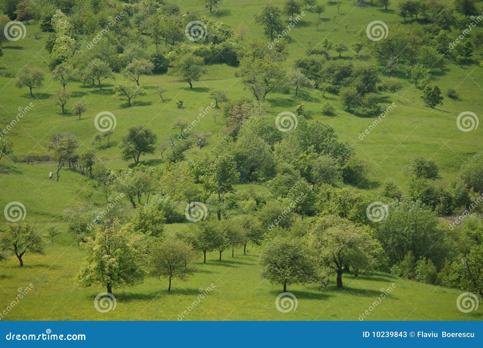 Green Grass Meadow with Trees Stock Image - Image of green, meadow ...