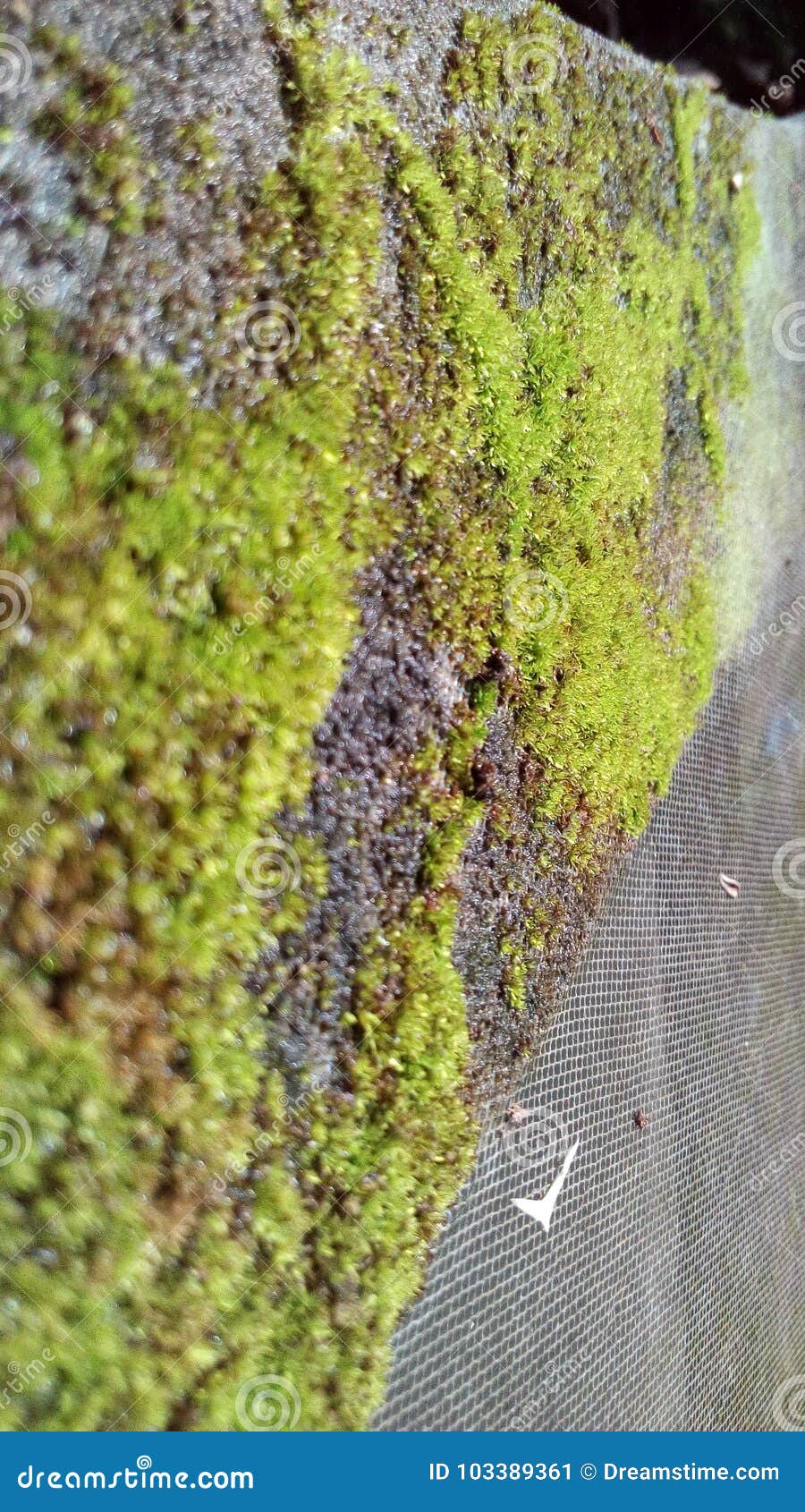 Green Grass,the Micro Grass Stock Image - Image of grassthe, grass ...