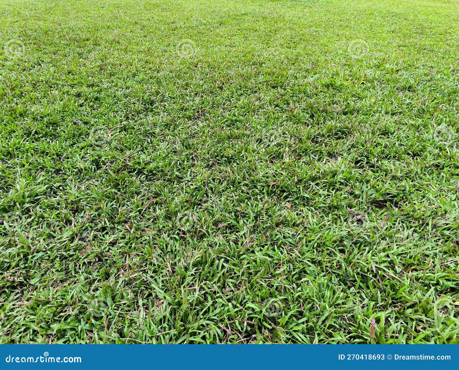 Green Grass in the Middle of a Soccer Field Stock Image - Image of ...
