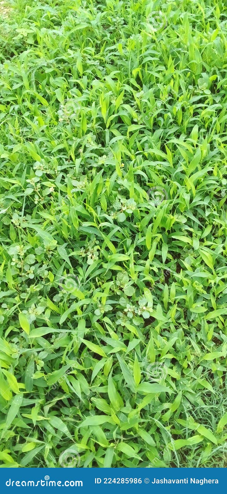 Green Grass in Monson Wallpaper Stock Photo - Image of plant, shrub ...
