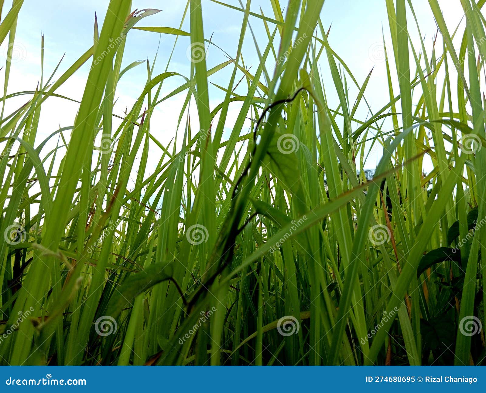 Green grass in the morning stock image. Image of lawn - 274680695