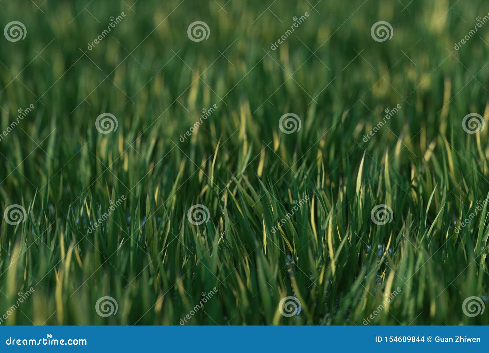 Green grass in the morning stock illustration. Illustration of growth ...