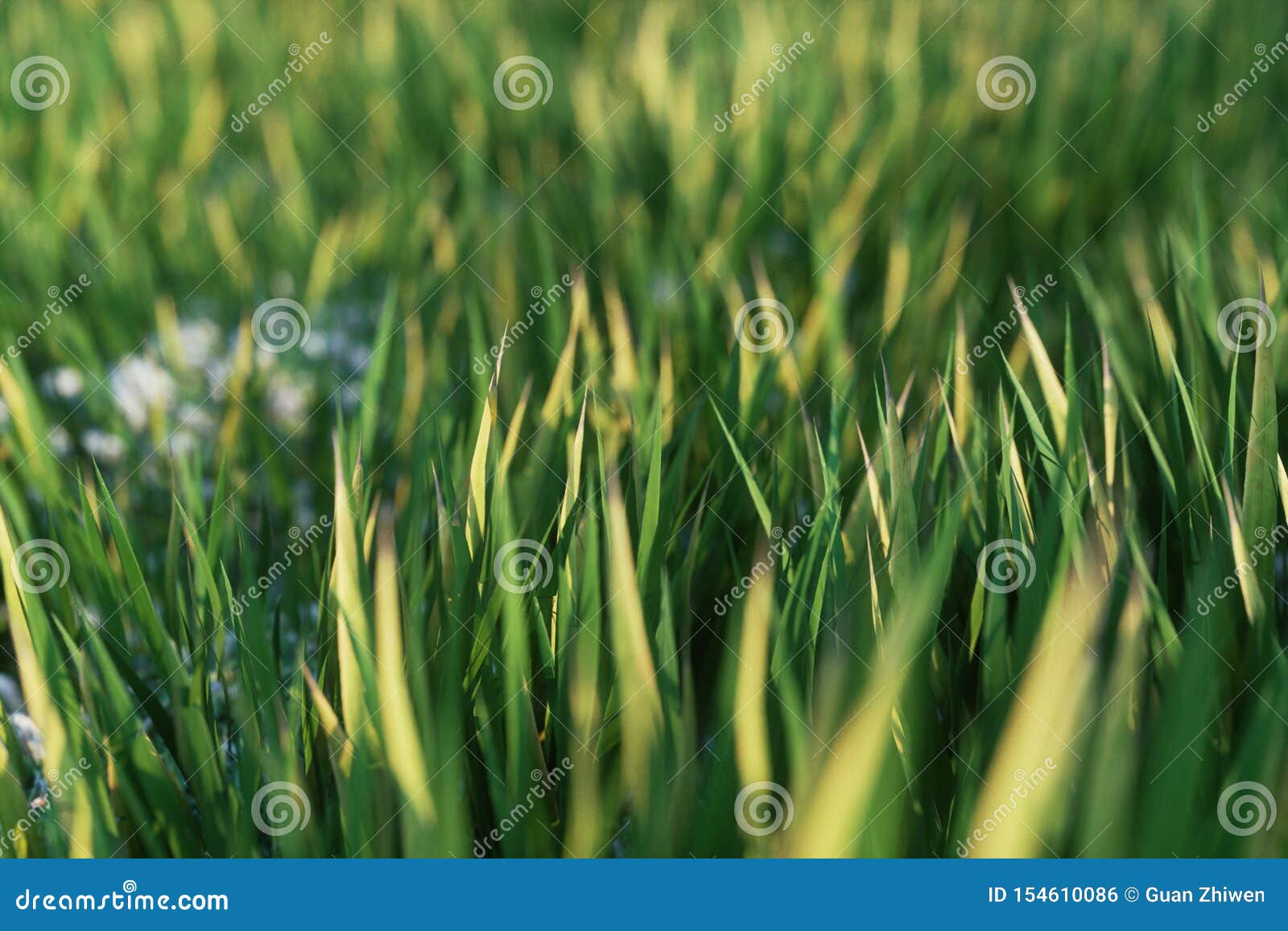 Green grass in the morning stock photo. Image of green - 154610086