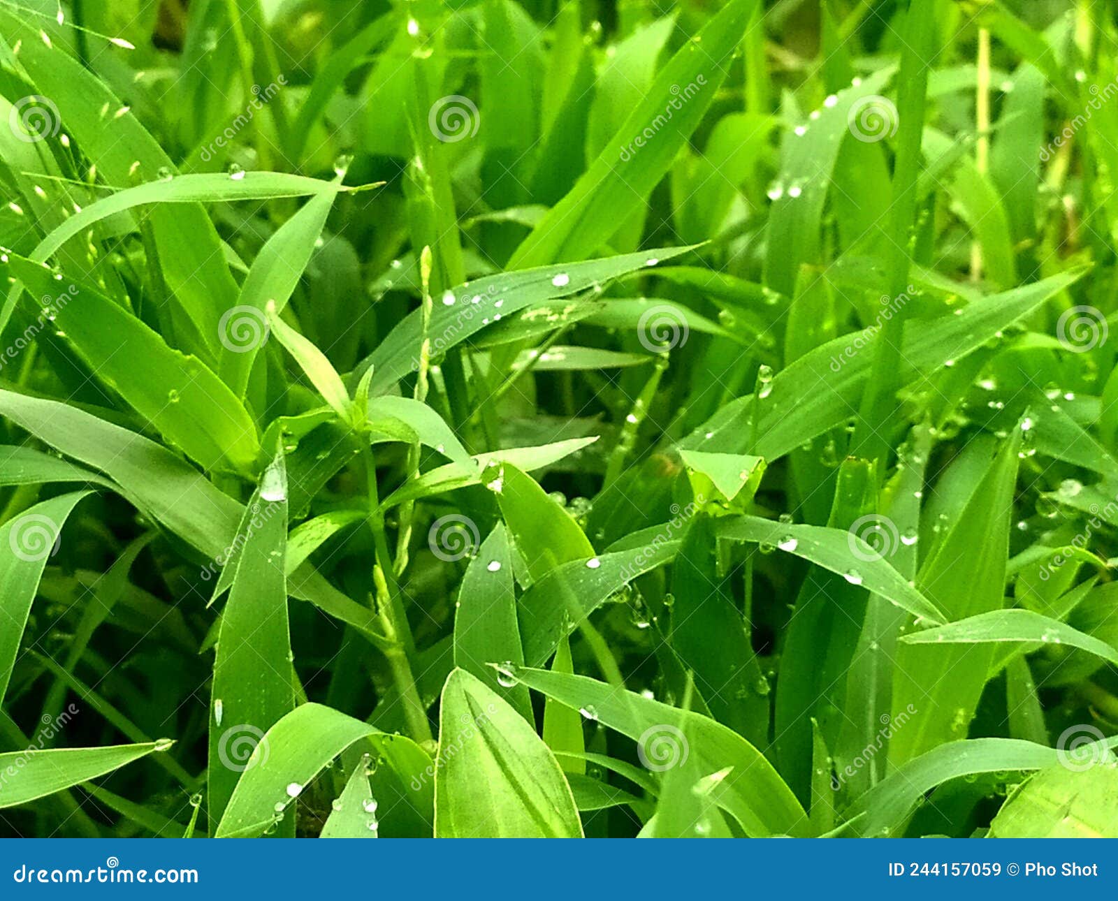 Green Grass with Morning Dew Stock Image - Image of grass, morning ...