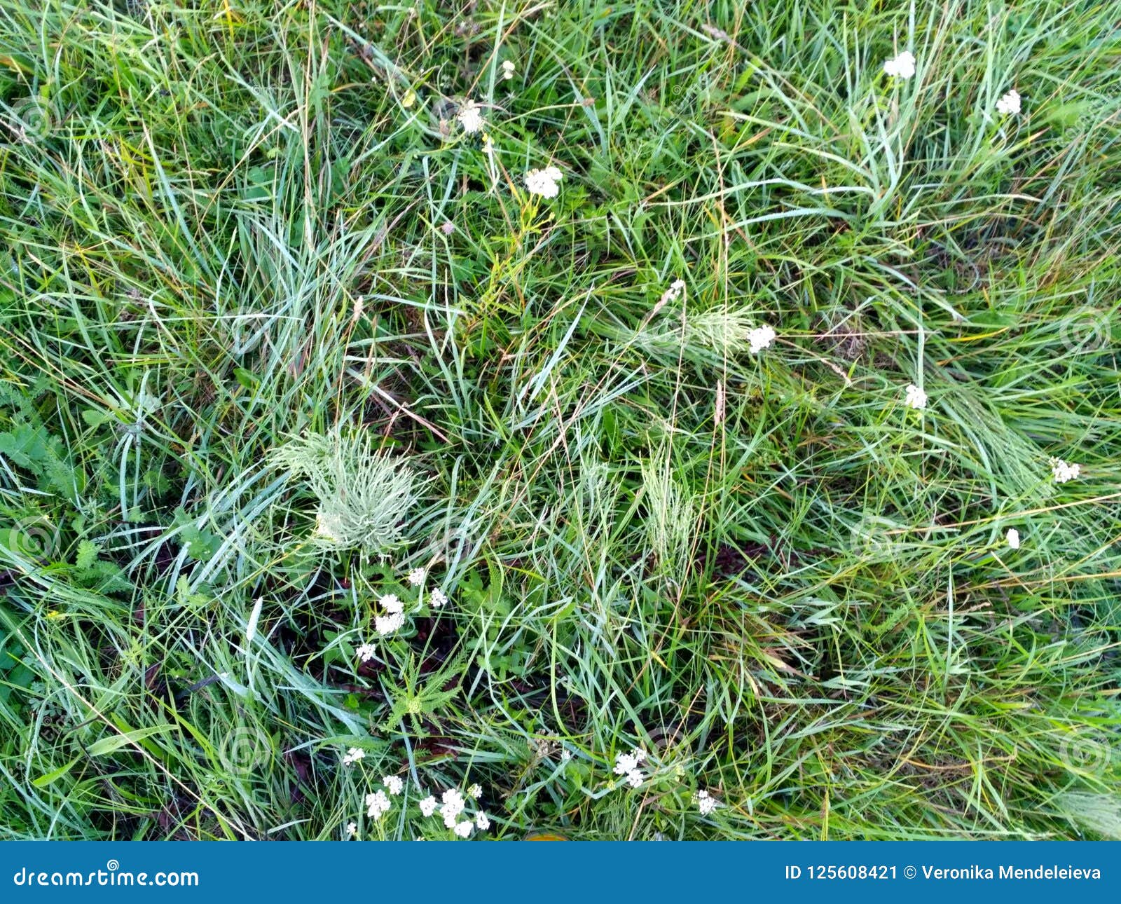 Green Grass. Morning Field at Sunrise Stock Image - Image of morning ...