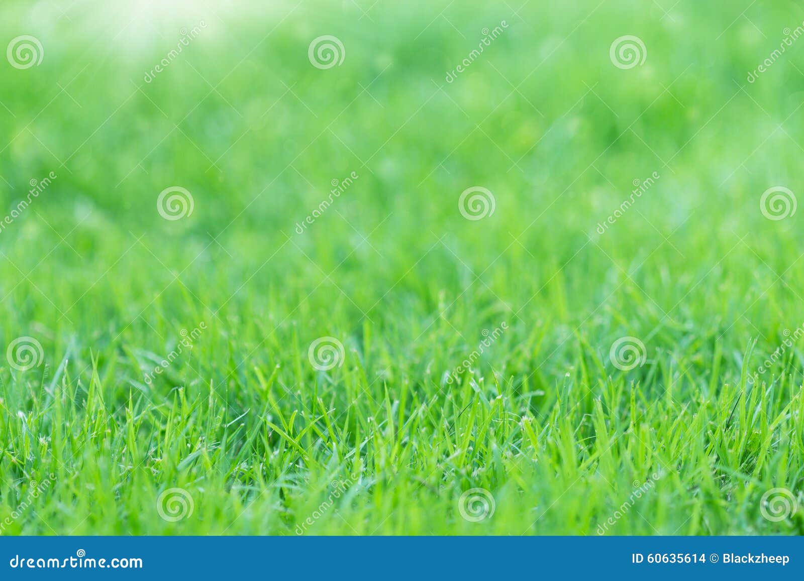 Green Grass on Morning Fresh Stock Photo - Image of flora, light: 60635614