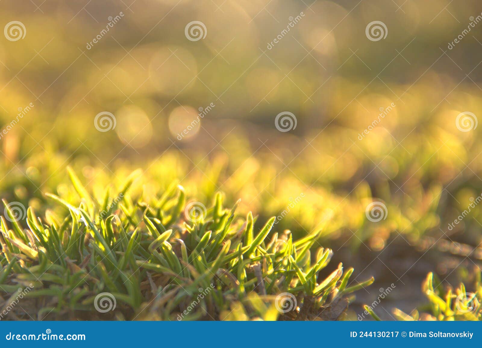 Green Grass in the Morning. Place for Text Stock Image - Image of field ...