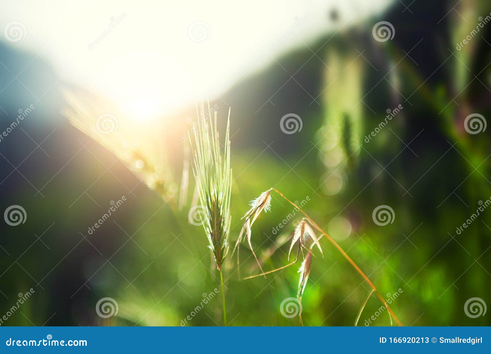 Green Grass in the Morning Sunlight Stock Image - Image of fresh ...