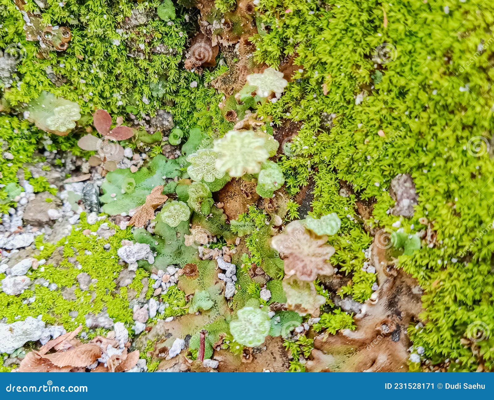 Green Grass and Moss Growing on the Rock. Stock Image - Image of rock ...