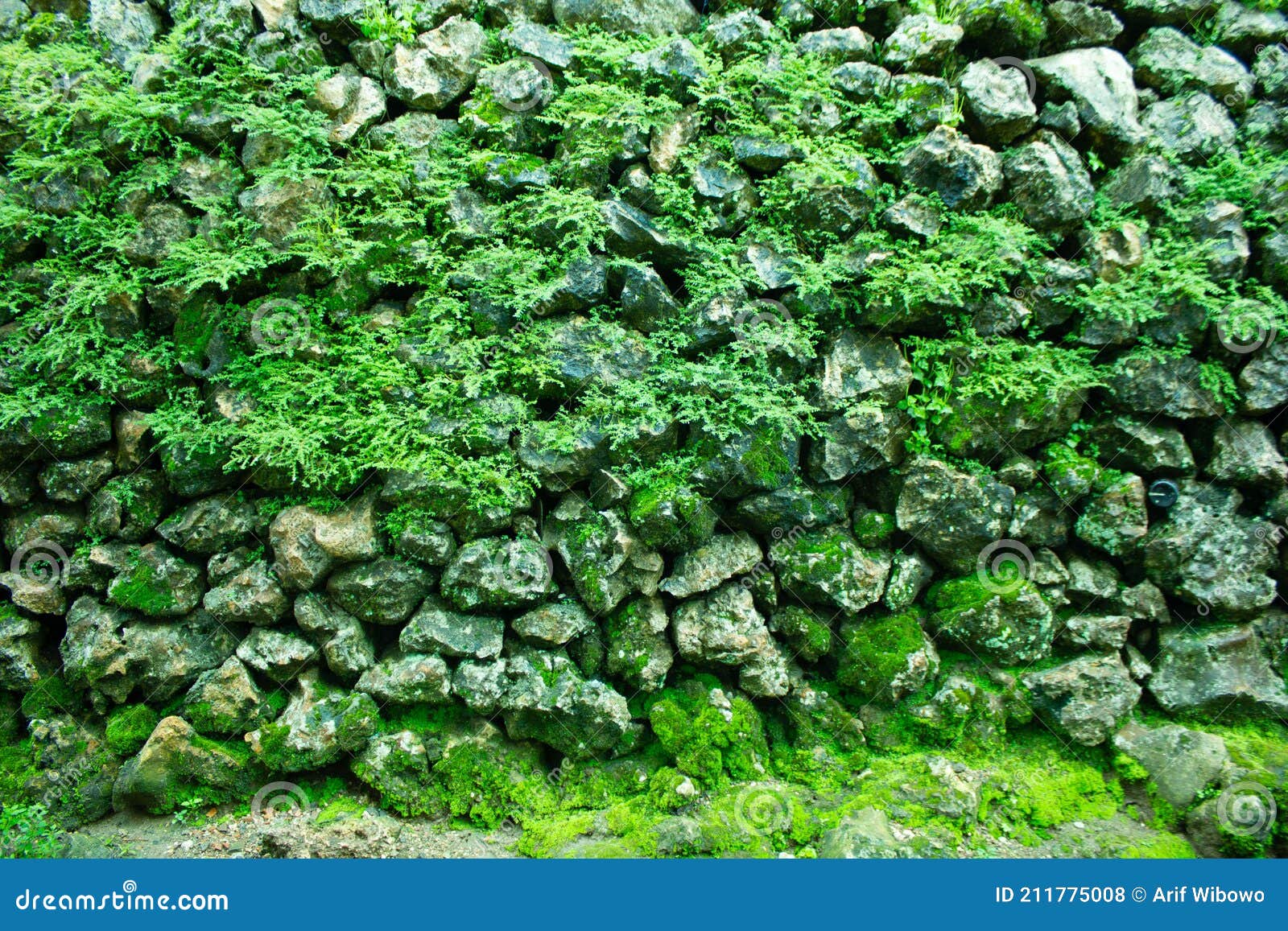 Green grass and moss stock photo. Image of rocks, garden - 211775008