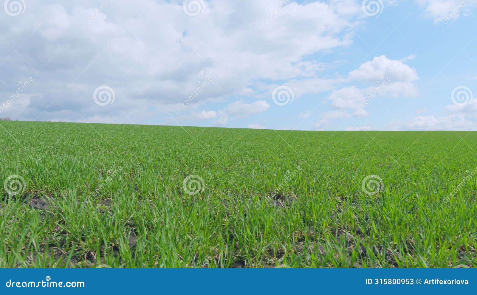 Green Grass Moving in Wind. Background of Bright Green Grass. Pan ...