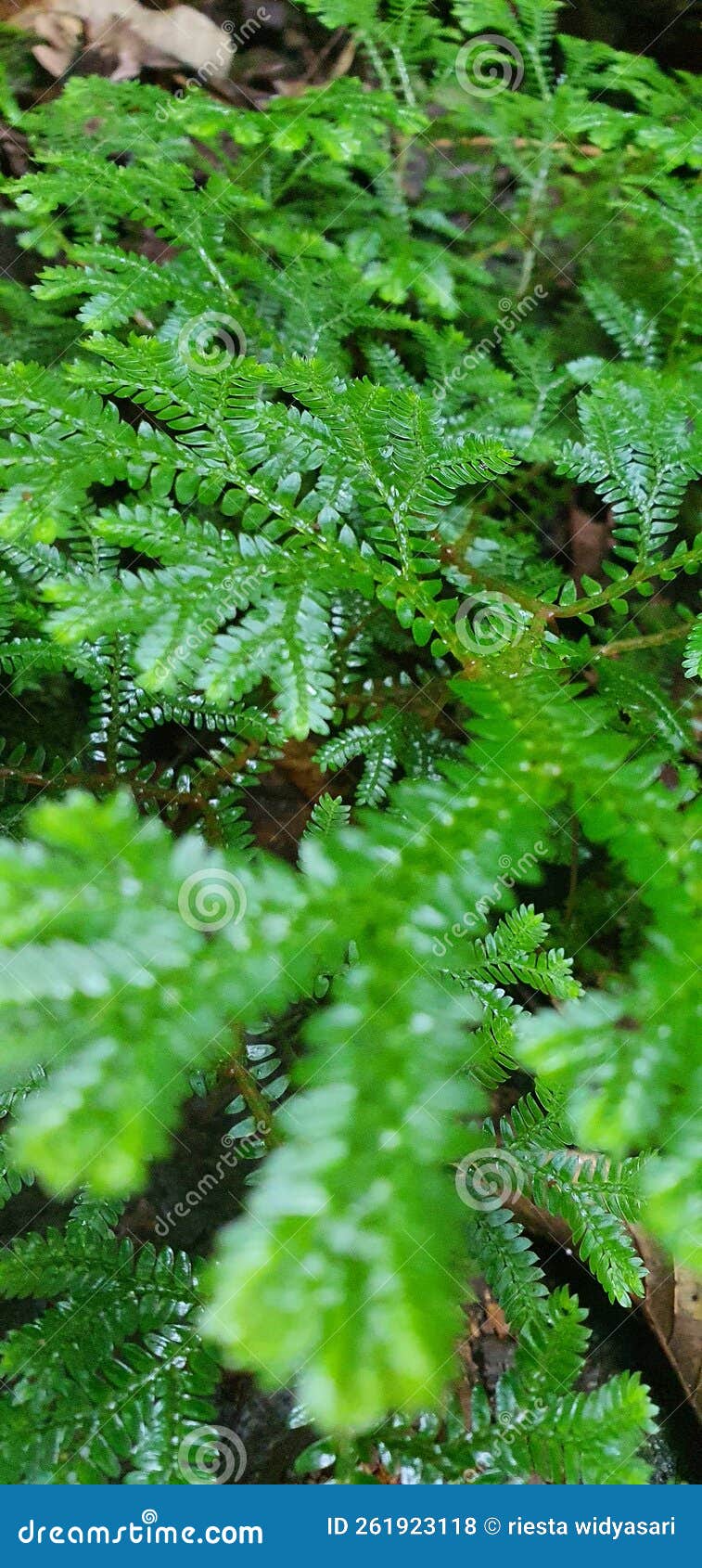 Green Grass at the Natural Forest Stock Photo - Image of spruce, grass ...