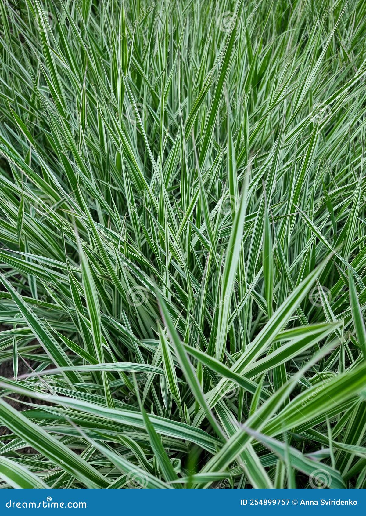 Green Grass Nature Background Landscape Stock Image - Image of natural ...